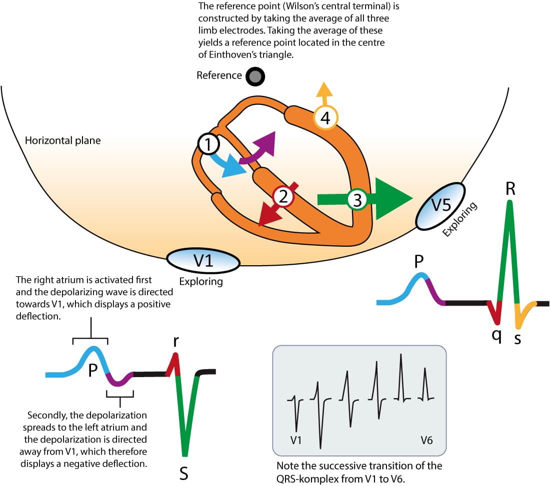 Electrical axis of the heart – The Cardiovascular