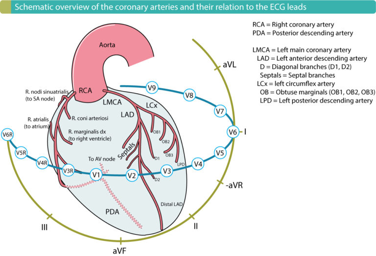 The Coronary Arteries