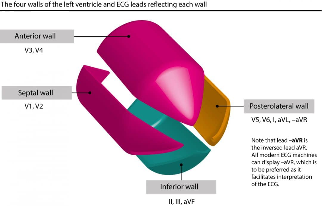 Left ventricular walls and the ECG leads – The Cardiovascular