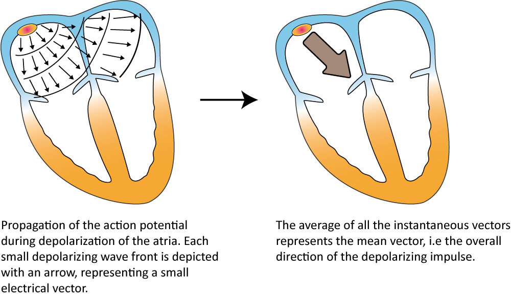 Figure 11. The principle of electrical vectors. – The Cardiovascular