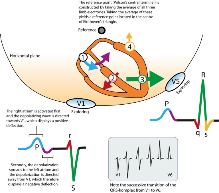 The QRS complex: ECG features of the Q-wave, R-wave, S-wave & duration