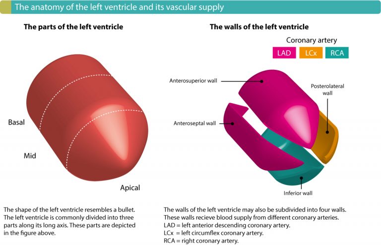 ecg-localize-myocardial-infarction-stemi-left-ventricle-wall-inferior ...