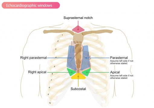 Standard Transthoracic Echocardiogram: Complete Imaging Protocol