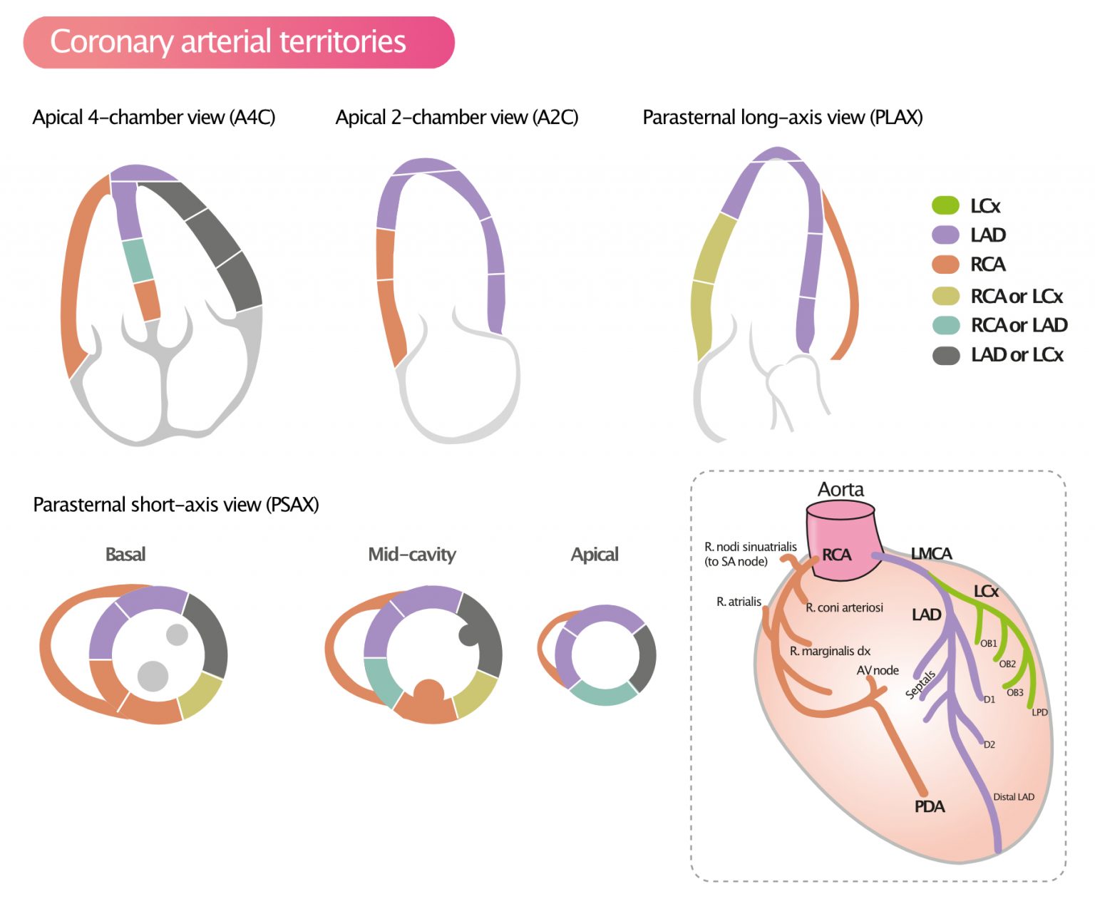 Left Ventricular Segments for Echocardiography and Cardiac Imaging