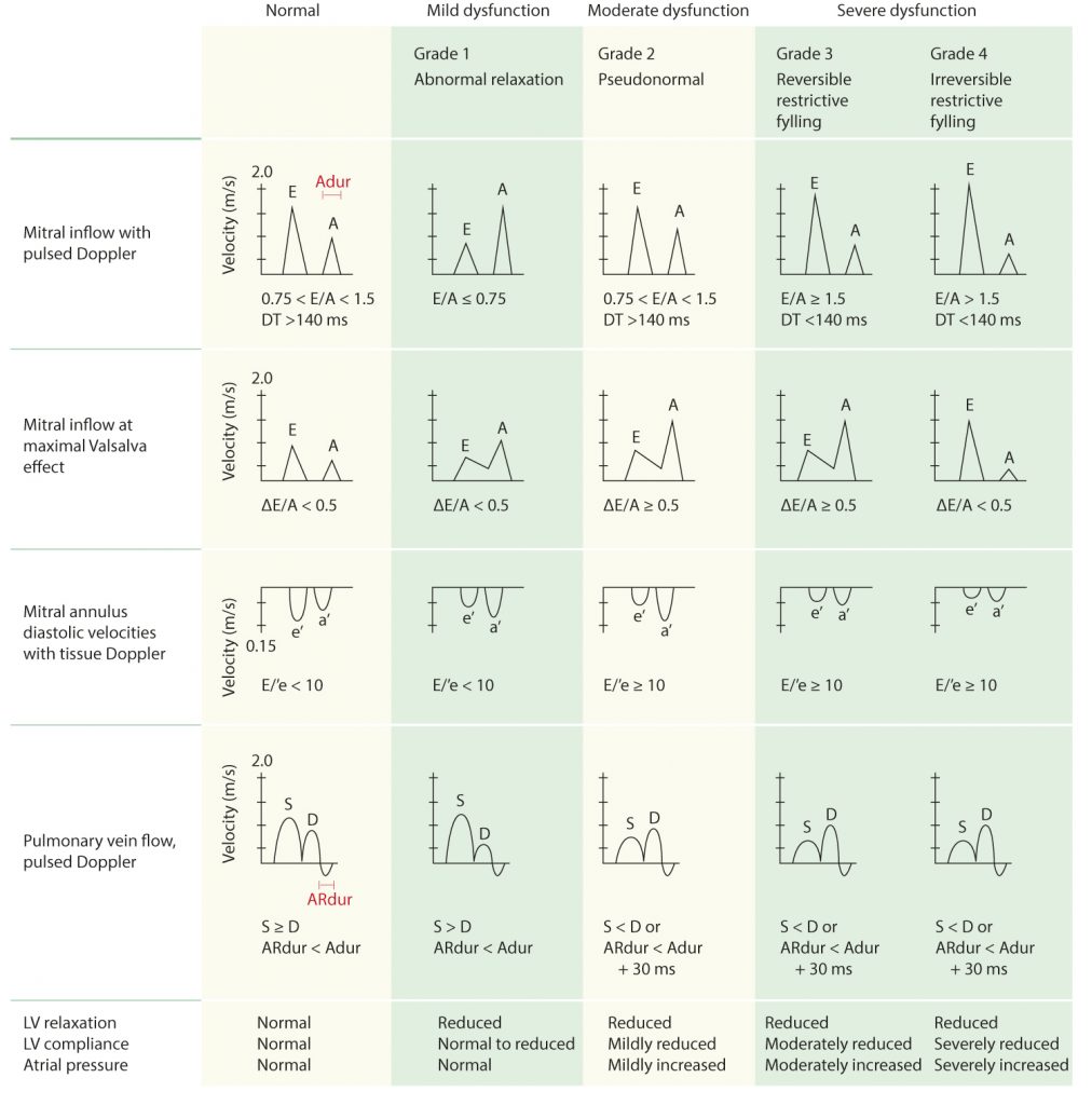 Reference (normal) values for echocardiography – The Cardiovascular