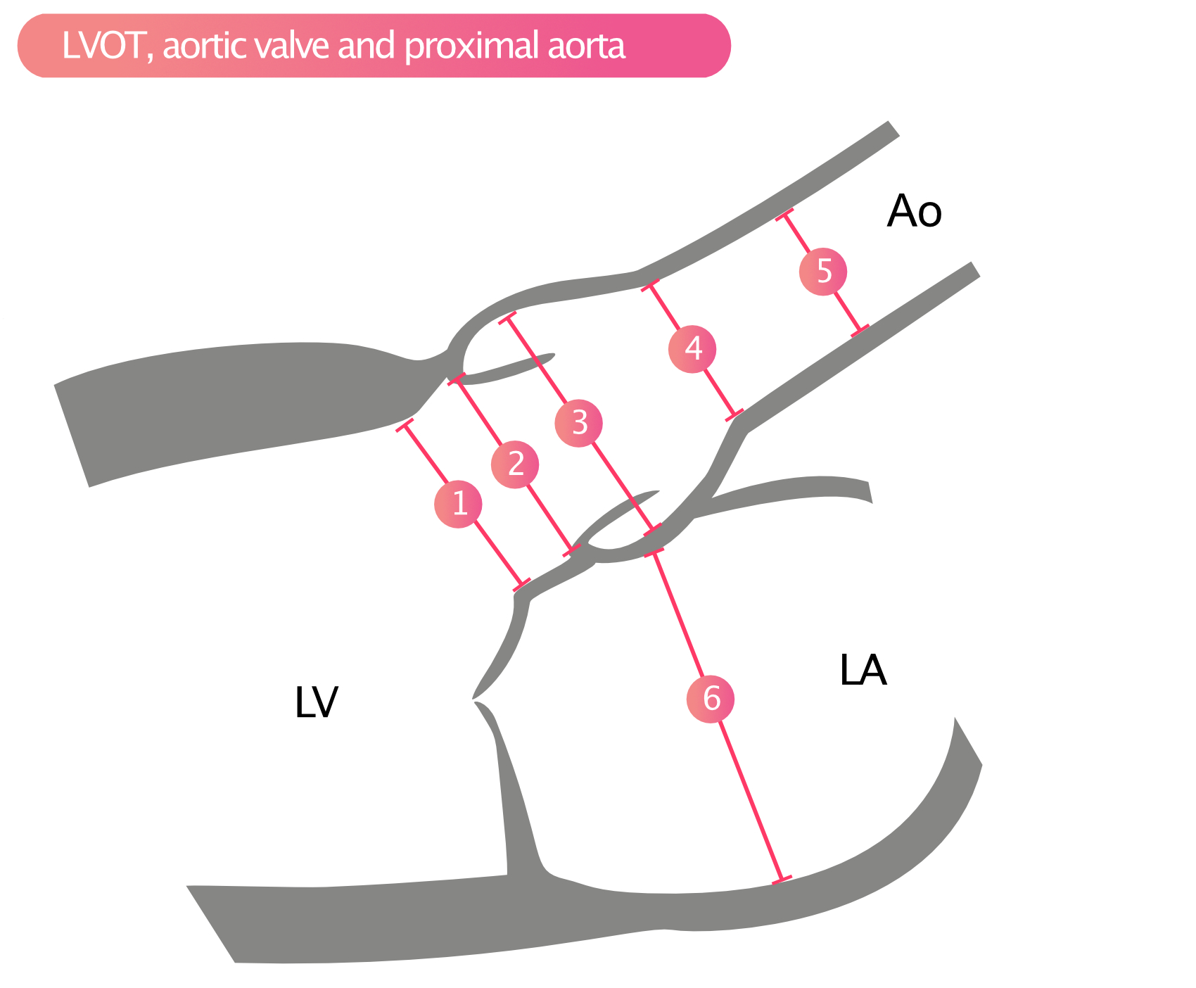 Standard Transthoracic Echocardiogram: Complete Imaging Protocol