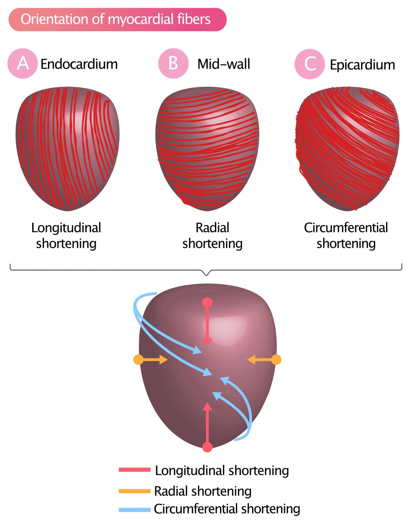Figure 1A-2C. Orientation of myocardial muscle fibers result in ...