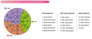 Left Ventricular Segments for Echocardiography and Cardiac Imaging