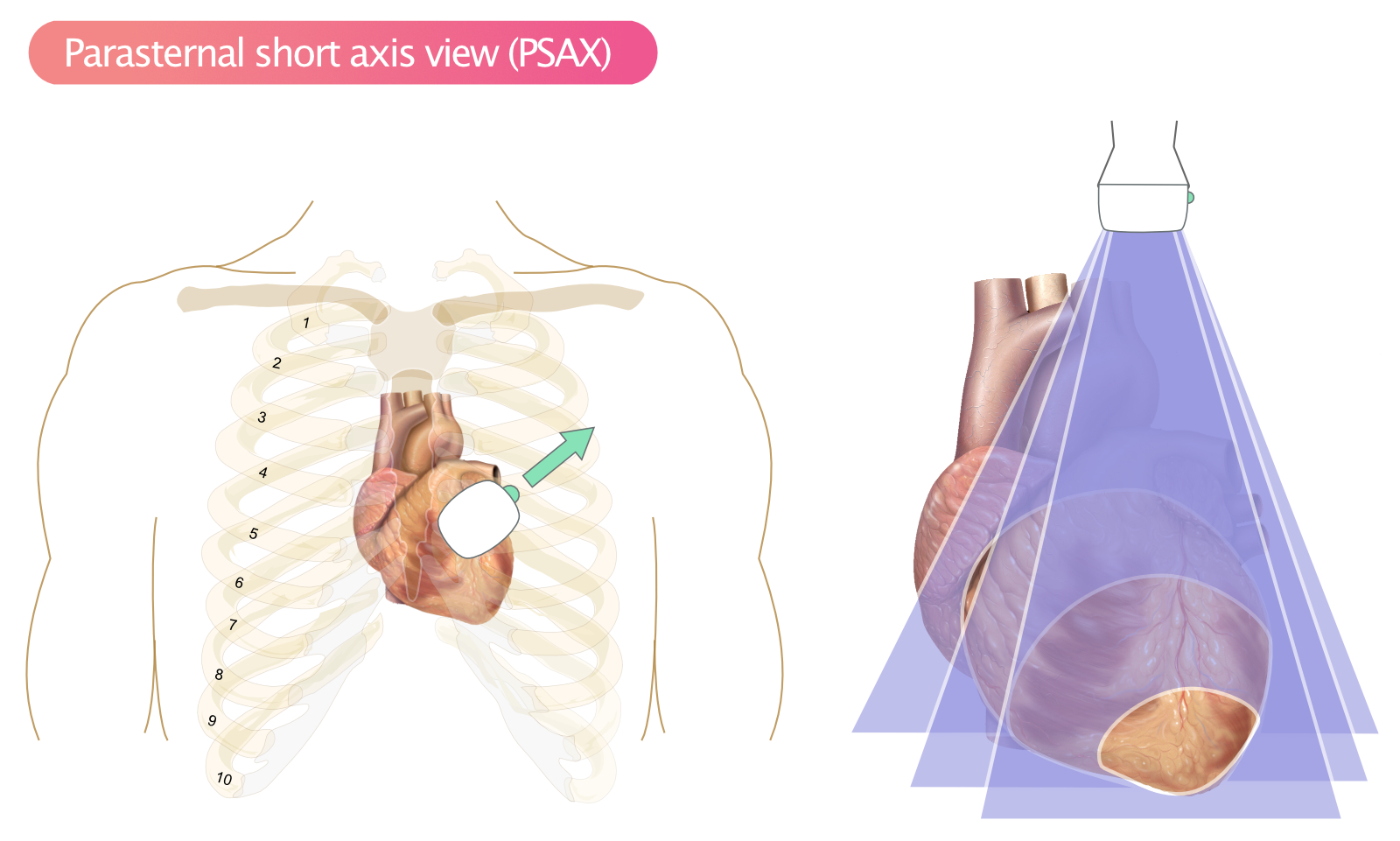 Standard Transthoracic Echocardiogram: Complete Imaging Protocol