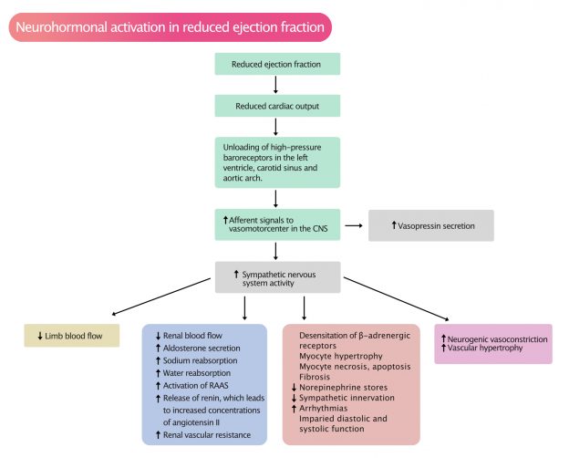 Ejection fraction (EF): Physiology, Measurement & Clinical Evaluation