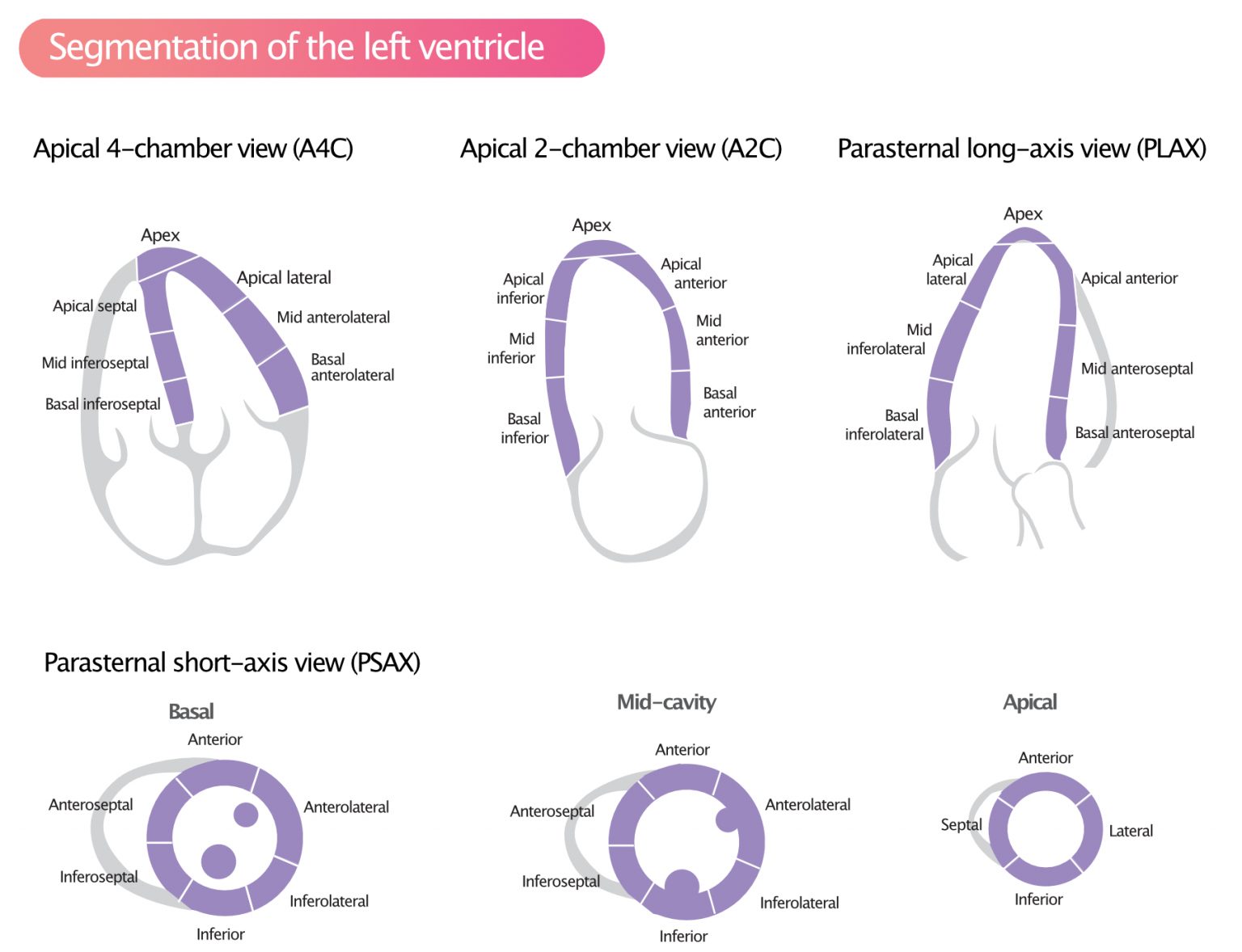 Left Ventricular Segments for Echocardiography and Cardiac Imaging
